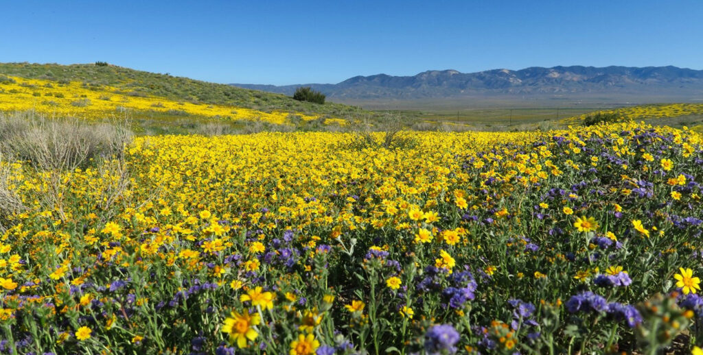 Centennial at Tejon Ranch – Psomas