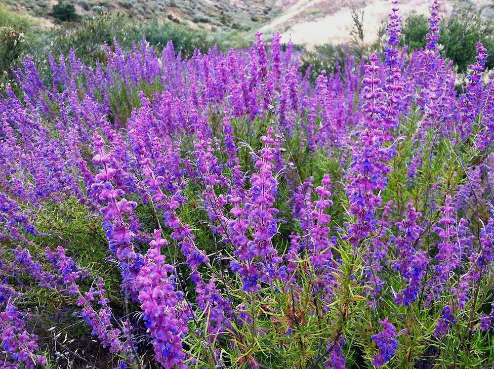 The Time for Spring Surveys Is Now – Psomas