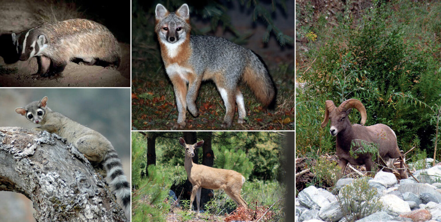 Psomas’ Brad Blood Publishes Terrestrial Mammals Scientific Article ...